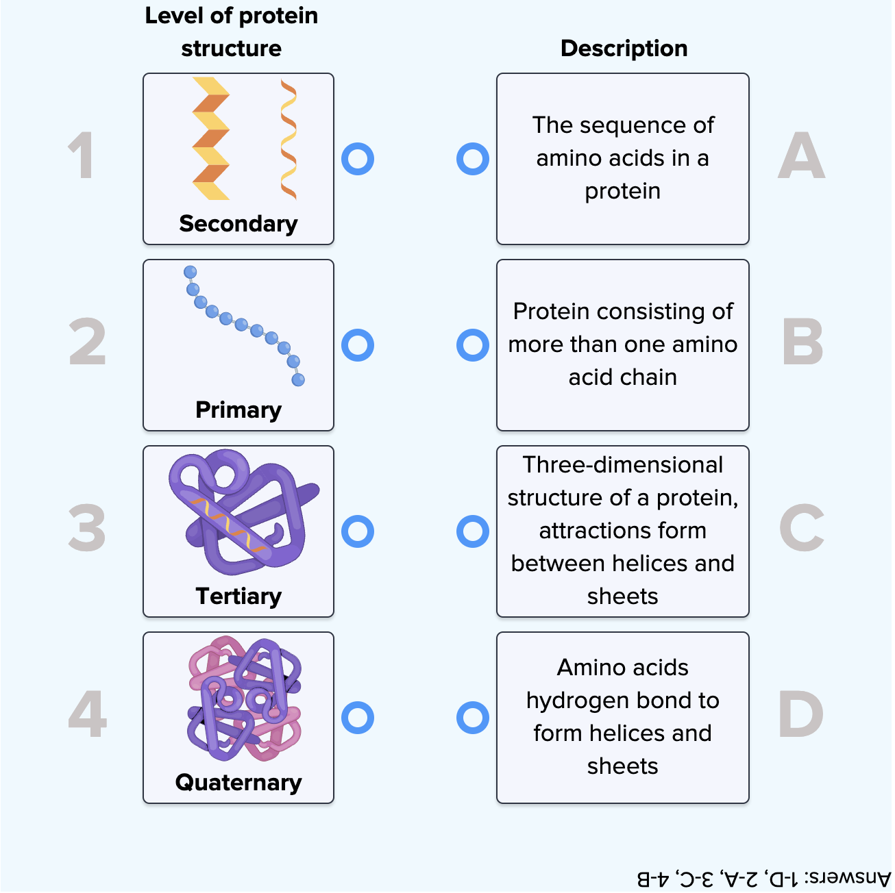 Proteins Structure Proteins Structure