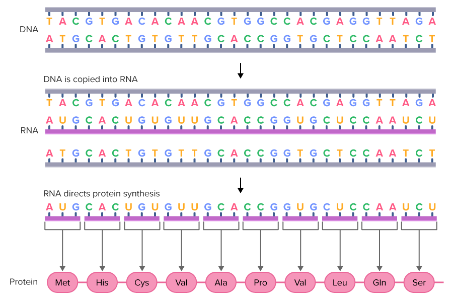 nucleic acids information