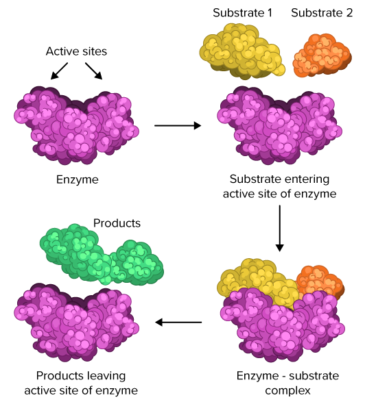 enzyme examples protein