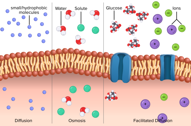 facilitated diffusion