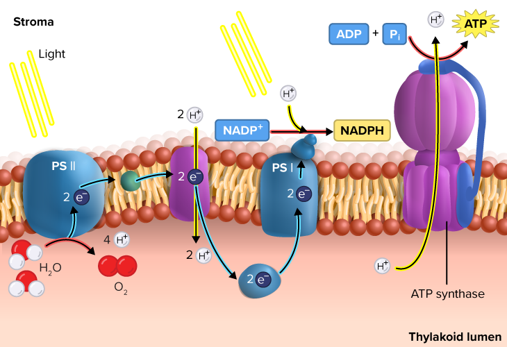 light dependent reactions generate