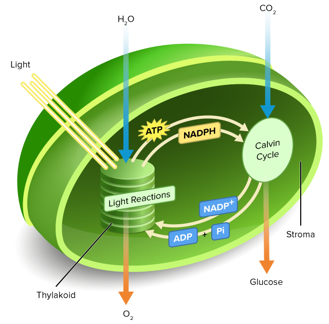 Photosynthesis Biology