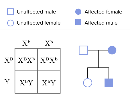 Mendelian Inheritance ( Read ) | Biology | CK-12 Foundation