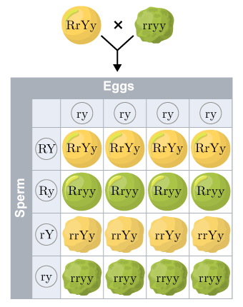 Mendel Experiment