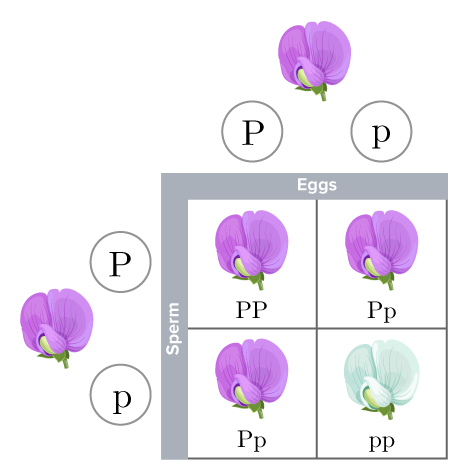 recessive phenotype letters