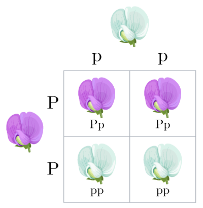 Punnett Squares ( Read ) | Biology | CK-12 Foundation