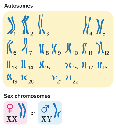 chromosome   chrome