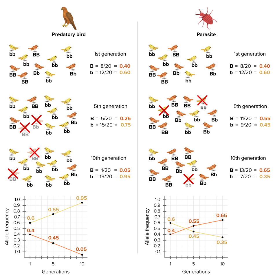 Population Genetics ( Read ) | Biology | CK-12 Foundation