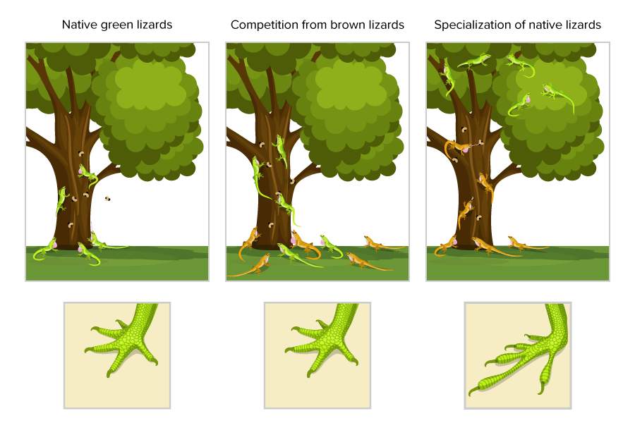 resource biology example