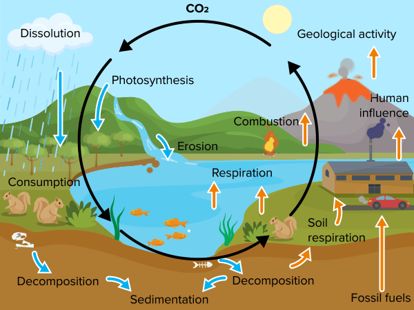 Flexi Answers What Does Carbon Dioxide Do CK 12 Foundation