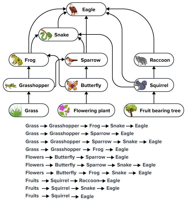 Food Chains and Food Webs ( Read ) | Biology | CK-12 Foundation