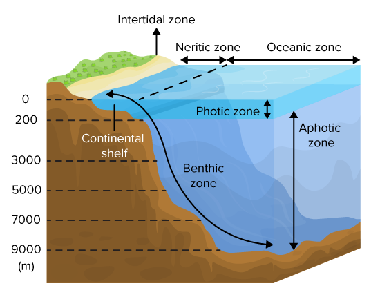 benthic zone
