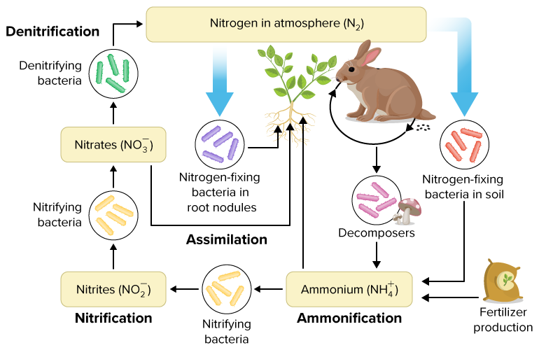 denitrification role in nitrogen cycle