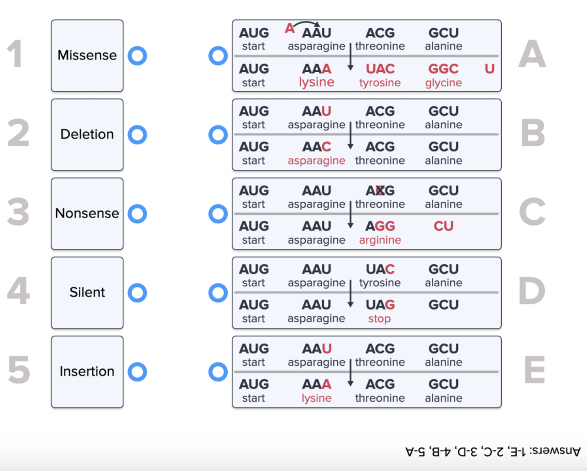 point mutation give one example