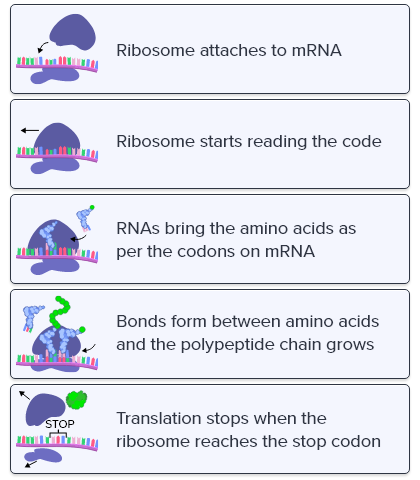 Translation ( Read ) | Biology | CK-12 Foundation
