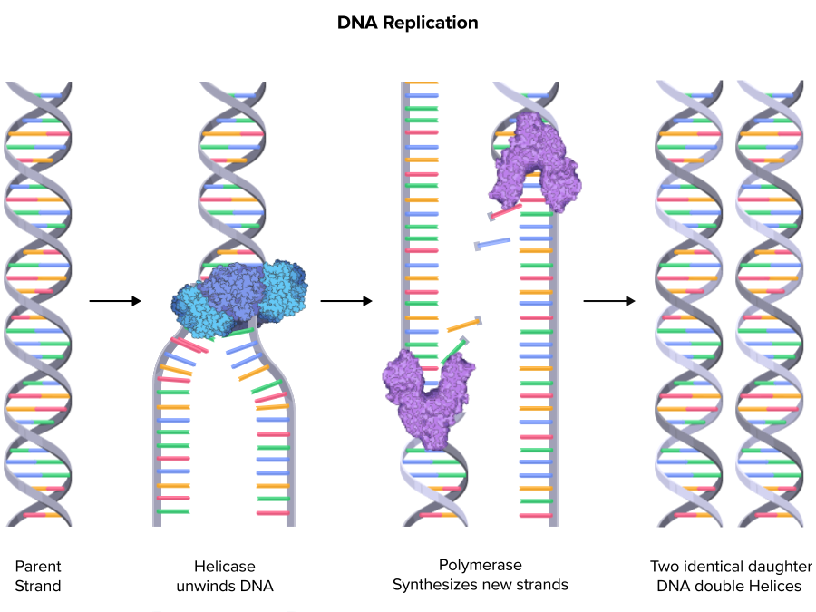 Dna Structure Animation